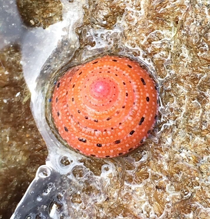 Strawberry Top Shell from Mozambique Channel, , Inhambane, MZ on May 01 ...