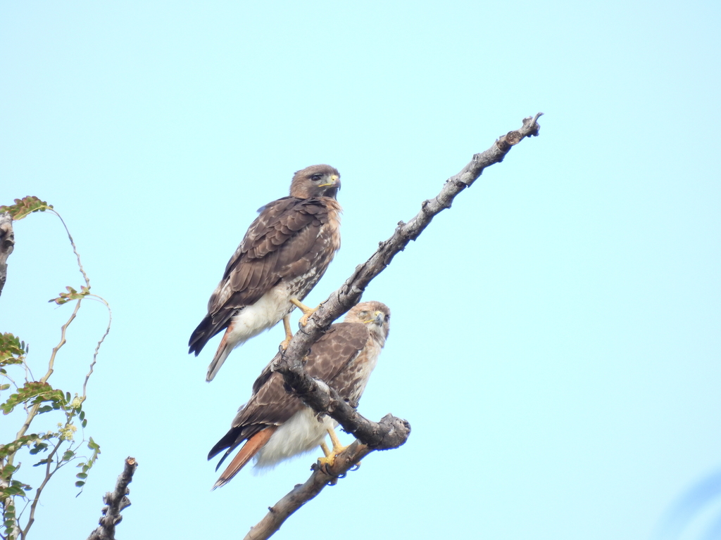 Red-tailed Hawk from Sabana Abajo, Carolina, Puerto Rico, Carolina ...