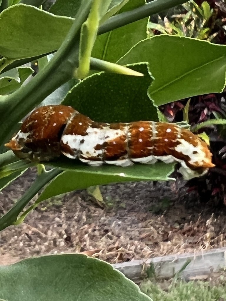 Capaneus Swallowtail from Birdwood Ave, Yeppoon, QLD, AU on December 31 ...
