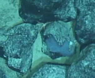 Translucent Encrusting Colonial Tunicate (OTU CT01) (!!Phasing out ...