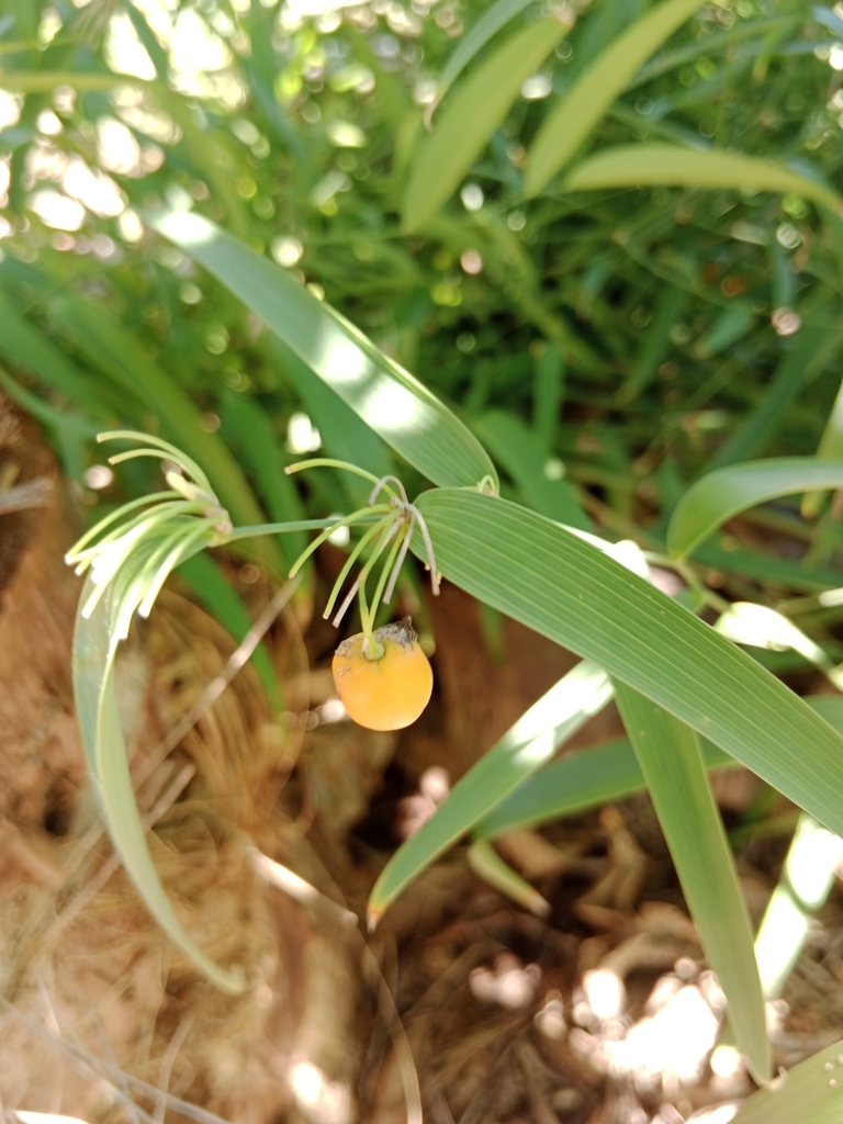 Wombat Berry from Magnetic Island, AU-QL, AU on December 31, 2021 at 12 ...