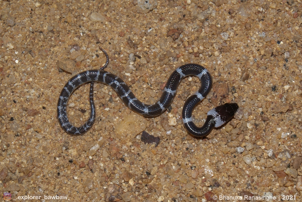 Indian Wolf Snake from Aranayaka on September 19, 2020 at 01:02 AM by ...