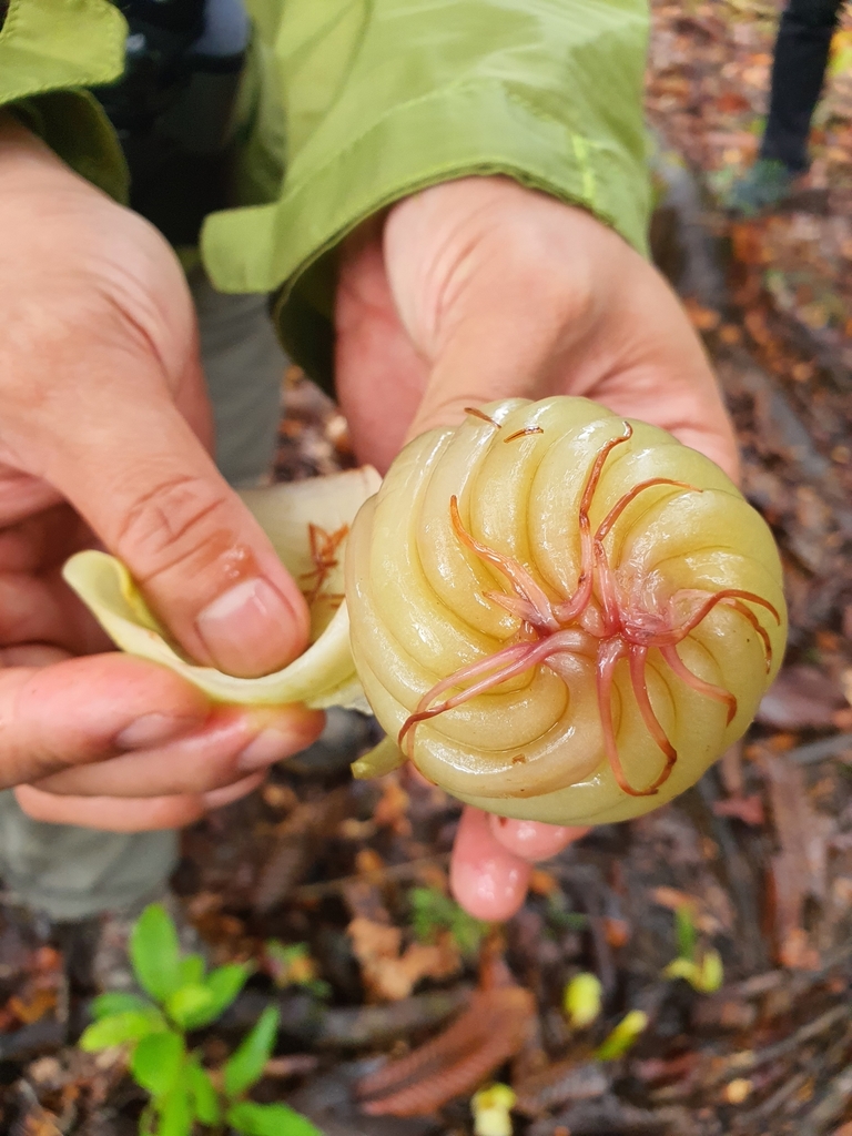 katmon in December 2021 by Mark Jason Villa · iNaturalist