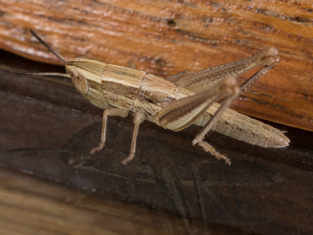 Common Macrotona from Lewisham, Tasmania, Australia on December 13 ...