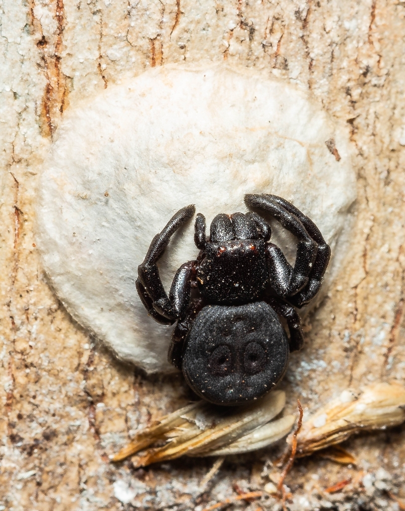 Stiphropus from Bangalore University on May 15, 2019 at 08:43 AM by ...