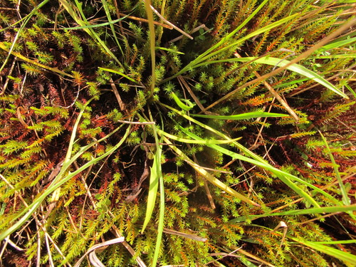 Microseris scapigera · NaturaLista Colombia