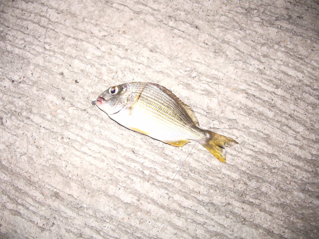 Tarwhine from Chai Wan Cargo Handling Area on September 17, 2009 at 07: ...