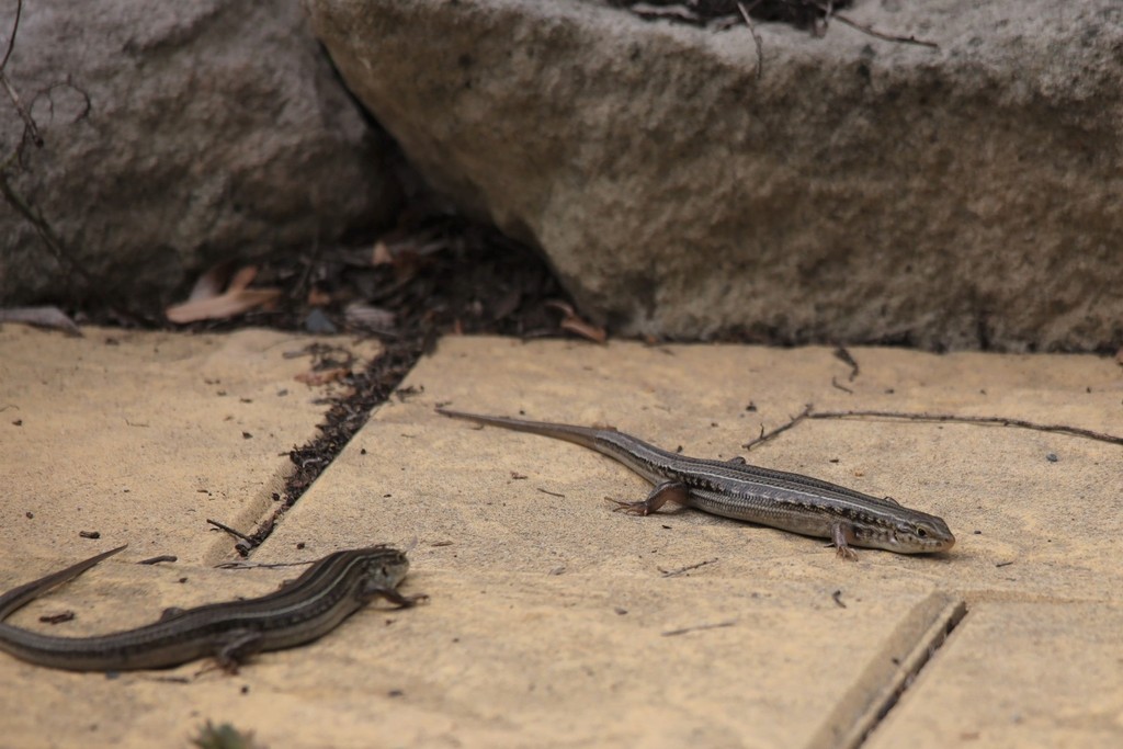 Eastern Striped Skink from Tallegalla QLD 4340, Australia on December ...
