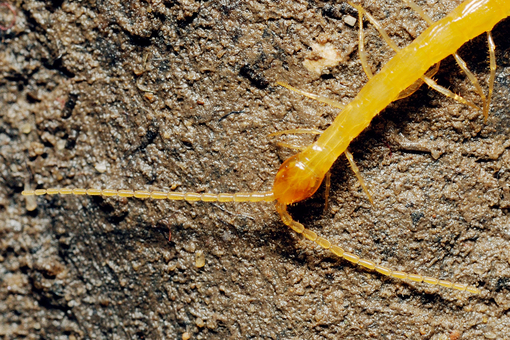 Cryptops longicornis from Cueva de la Pileta, s/n, 29370 Benaoján ...