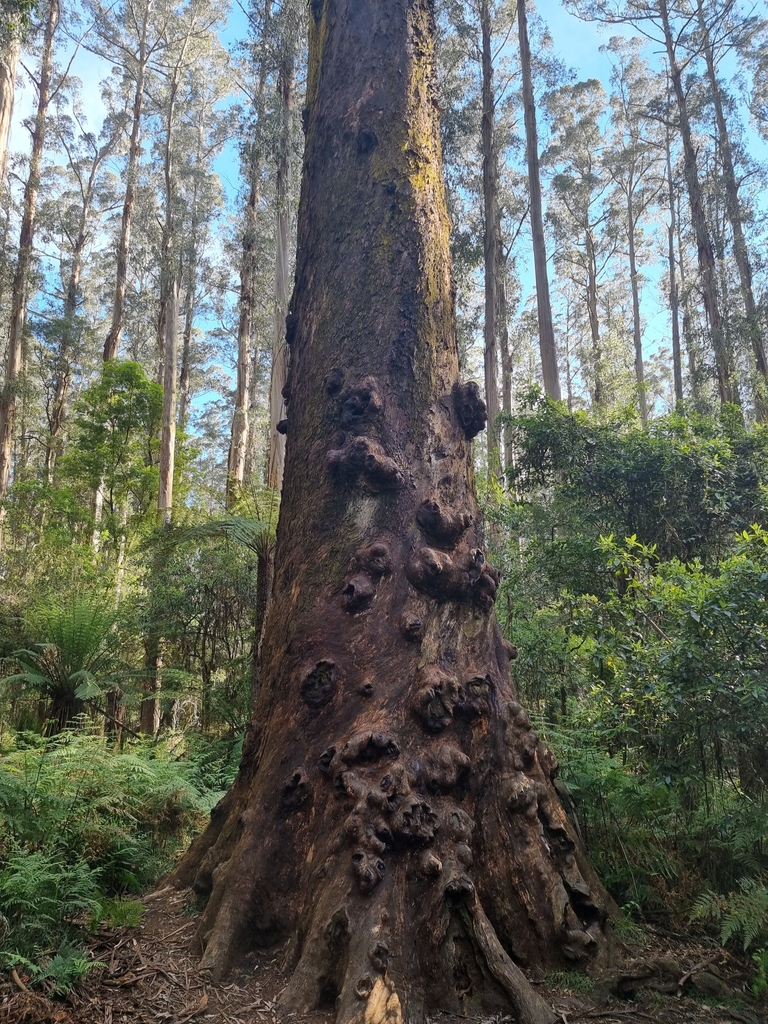 Australian Mountain Ash from Sherbrooke VIC 3789, Australia on October ...
