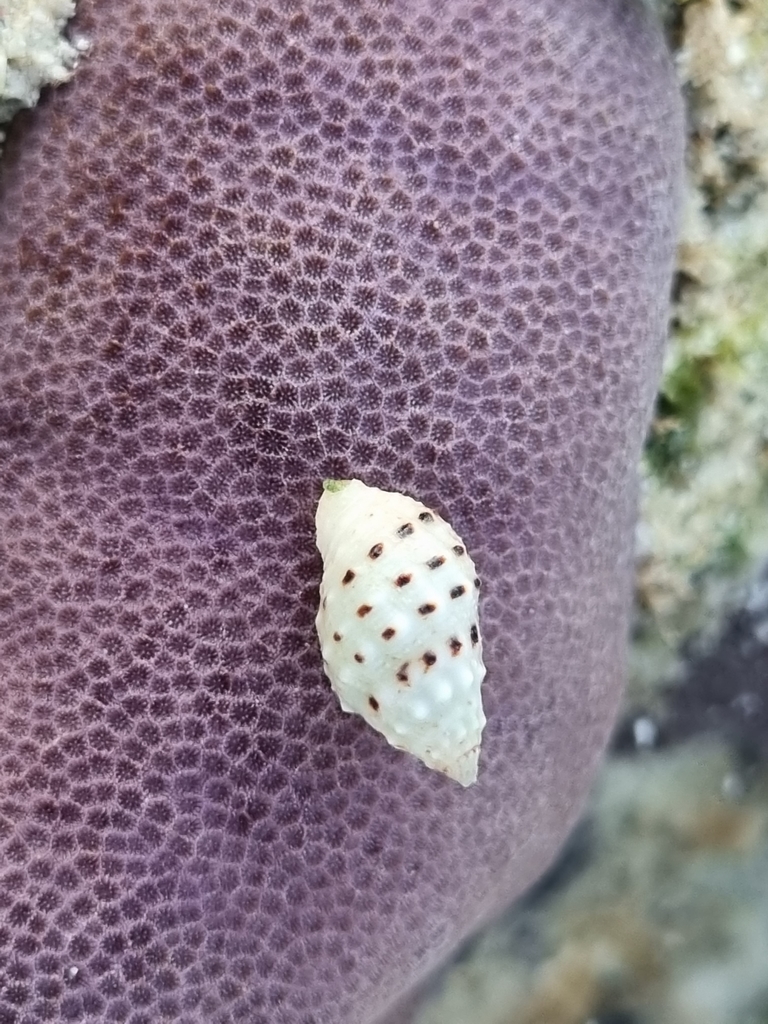 Drupella fragum from Faafu Atoll, Maldives on December 31, 2021 at 06: ...