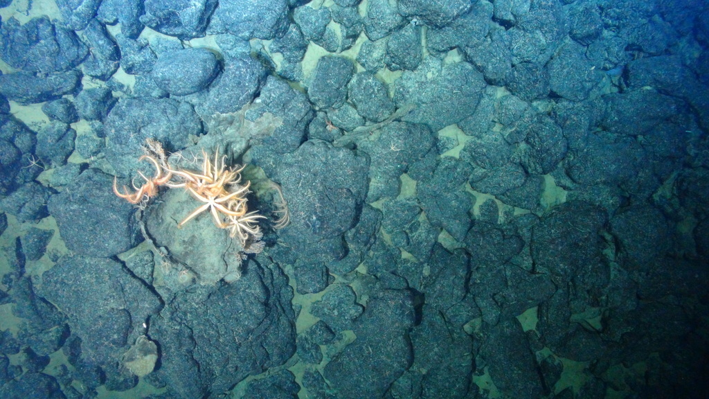 Brisingidae (OTU EA01) (!!Phasing out!!... Marine Life of the Northeast ...