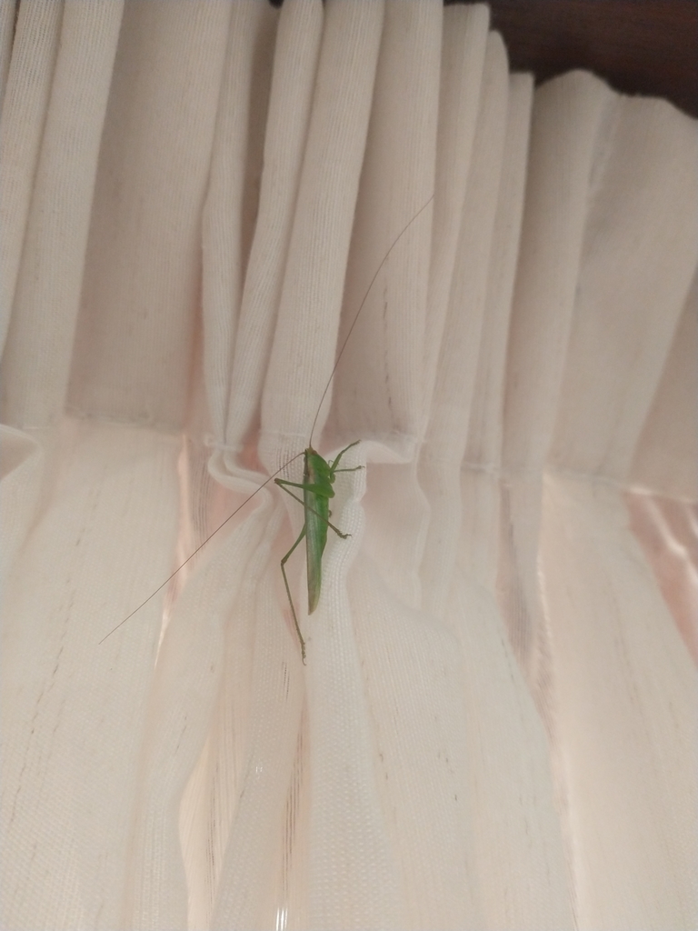 Conocephalus longipes from Mar del Plata on December 31, 2021 at 11:02 ...