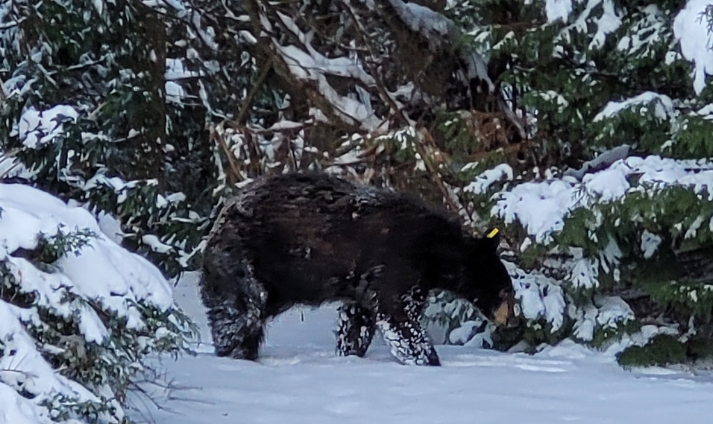American Black Bear from Coquitlam, BC V3J 5W6, Canada on December 30 ...