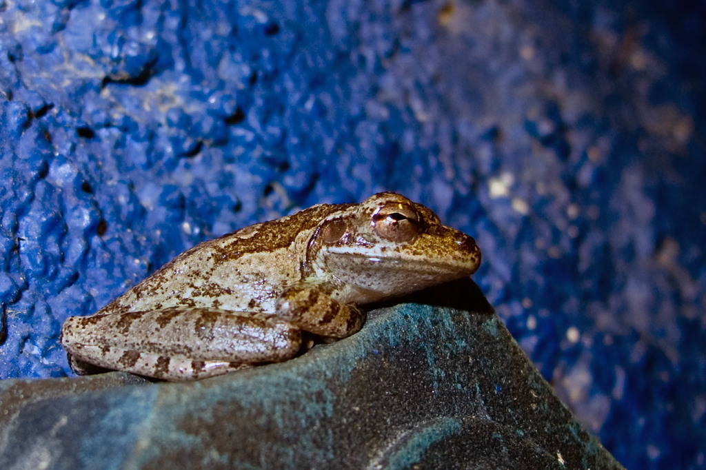 Tree Frogs and Allies from Bonaire, Caribbean Netherlands on January 03 ...