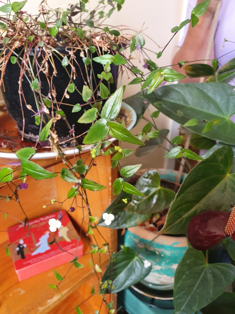 spiderworts from Raglan 3225, New Zealand on January 1, 2022 at 12:09 ...