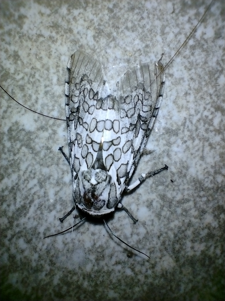 Hypercompe abdominalis from Quilombo, Pelotas - RS, Brasil on December ...