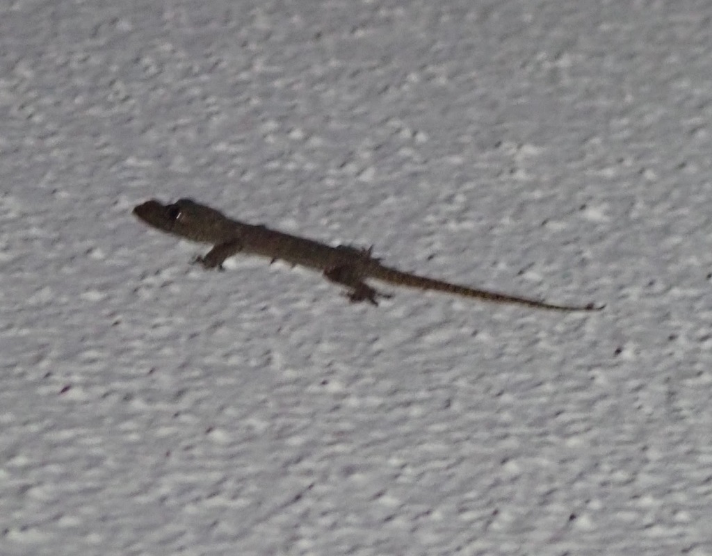 Asian House Gecko from Guanacaste Province, Costa Rica on December 20 ...