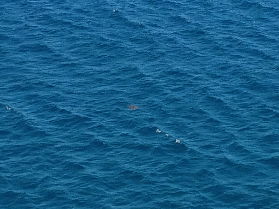 Typical Sea Turtles from Maui, Kaanapali, Hawaii, US on September 10 ...
