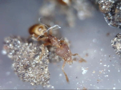Lucky’s Mustache Ant (Strumigenys lucky) · iNaturalist