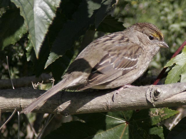 Golden-crowned Sparrow (More Mesa Bird Guide) · iNaturalist Australia