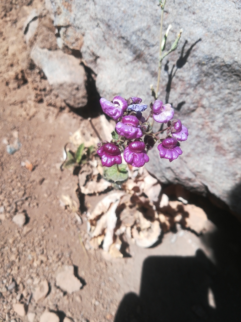 Calceolaria purpurea from Cordillera, CL-RM, CL on January 01, 2022 at ...