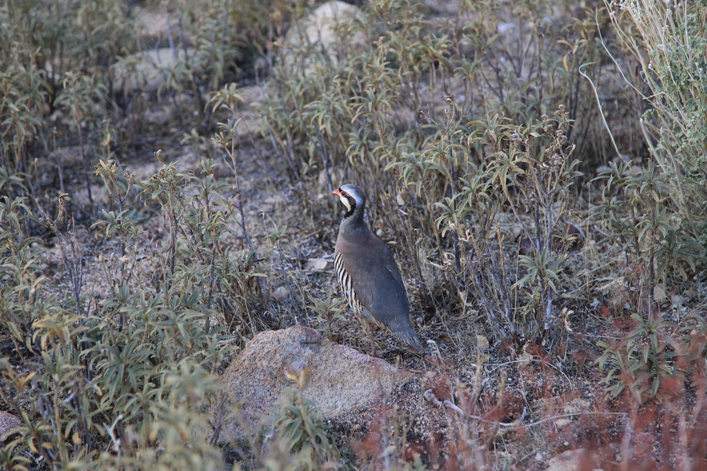 Chukar from San Bernardino National Forest, Hesperia, CA, US on ...