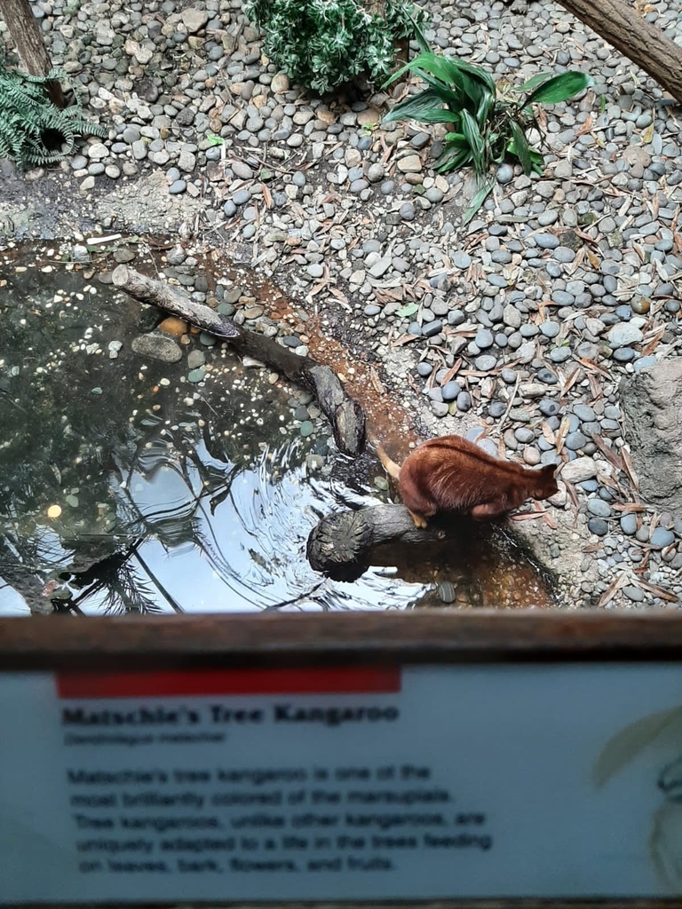 Huon Tree-kangaroo by Kaya DLR Santiago · iNaturalist