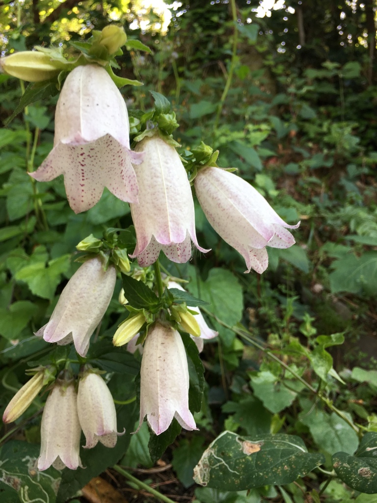 Korean bellflower from 〒413-0004, 熱海市, 静岡県, JP on May 5, 2018 at 02:41 ...