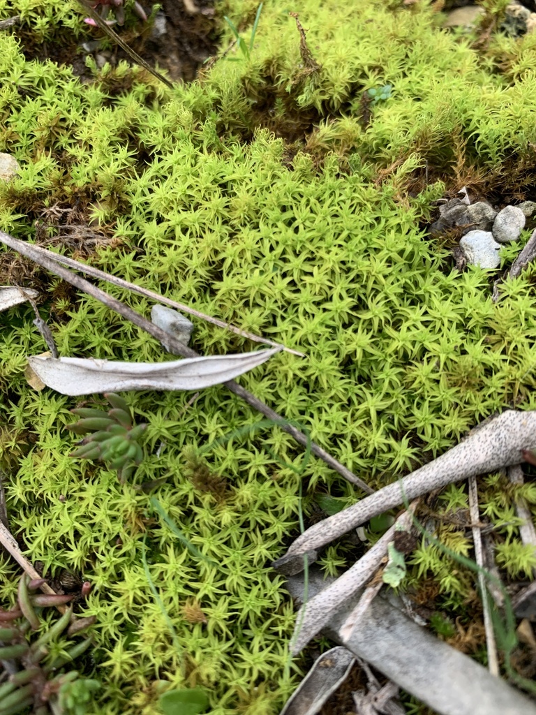 Side-fruited Crisp-moss from Chemin de Peyniblou, Valbonne, Provence ...