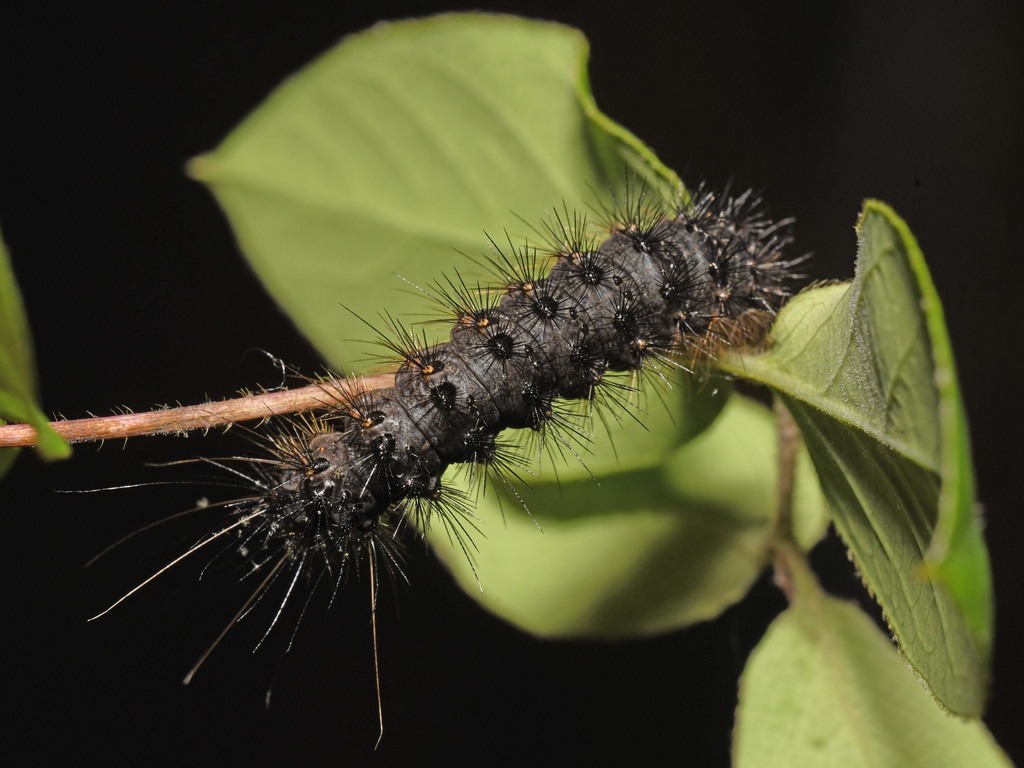 Apantesis from Granville County, NC, USA on May 3, 2020 at 07:09 PM by ...