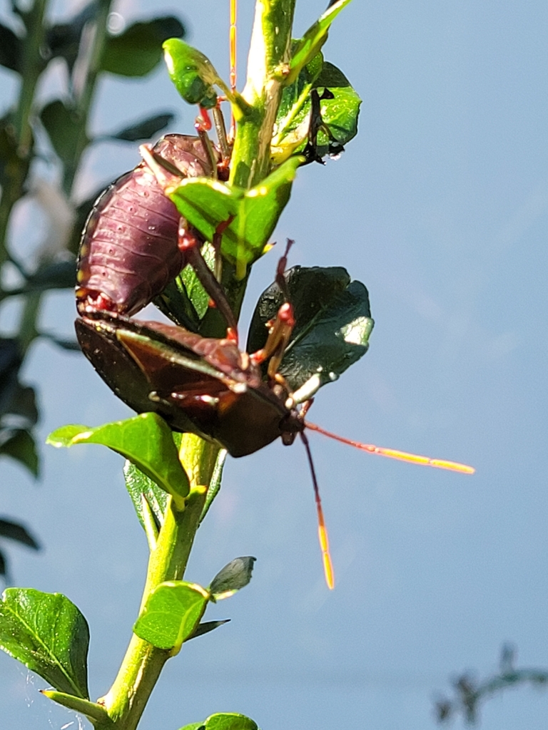 Bronze Orange Bug from Bradbury NSW 2560, Australia on January 02, 2022 ...