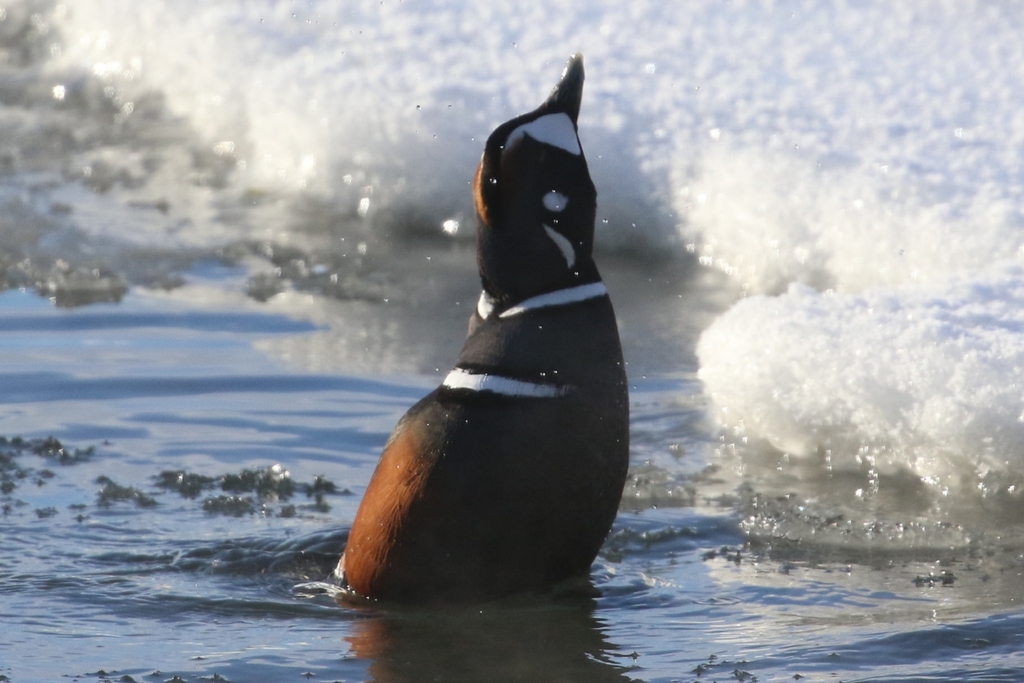 Harlequin Duck from Calgary, AB T2C 3V7, Canada on January 1, 2022 at ...