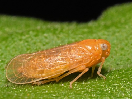 Haplaxius fulvus · iNaturalist