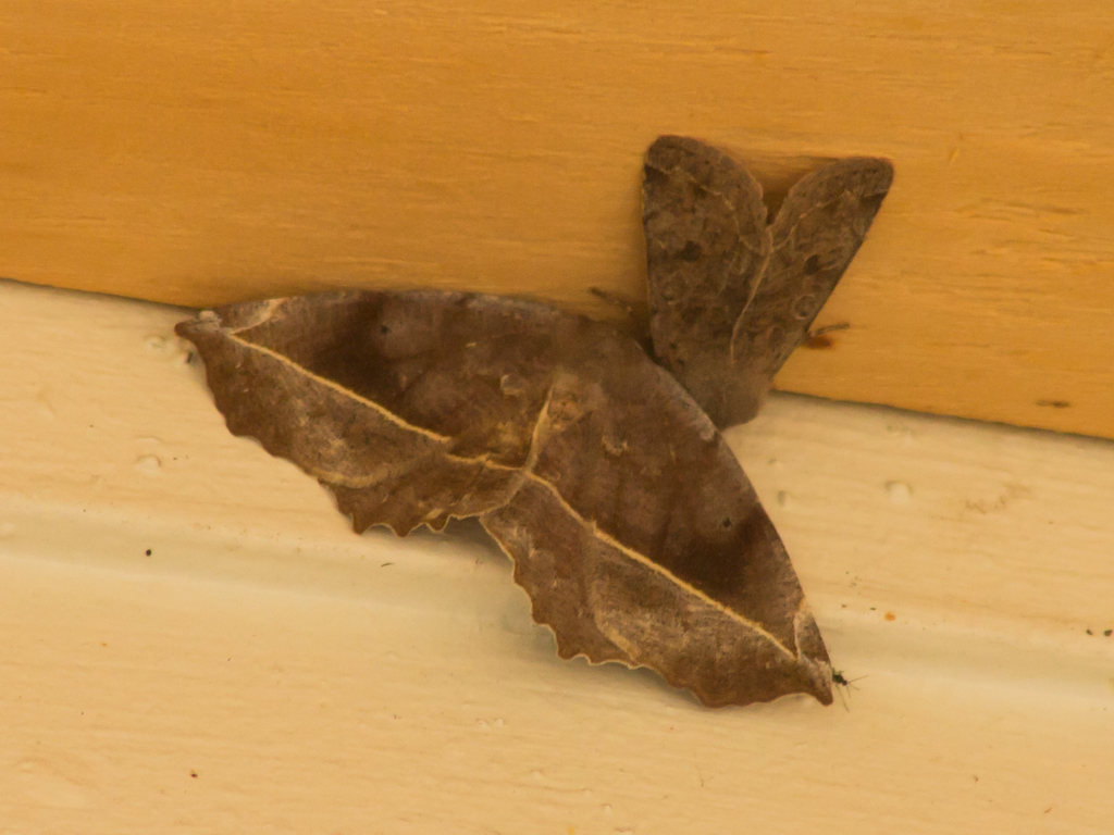 Curved-toothed Geometer Moth from Allegany, Washington, Maryland ...