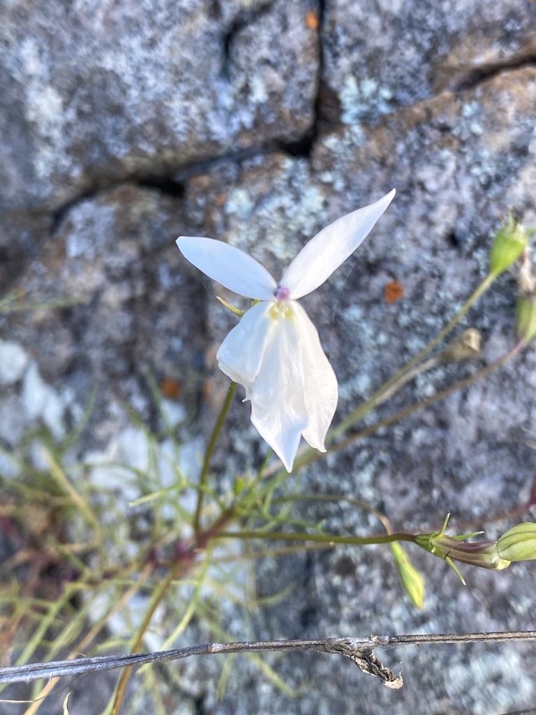 Lithotoma anethifolia from Sundown, AU-QL-ST, AU-QL, AU on January 01 ...