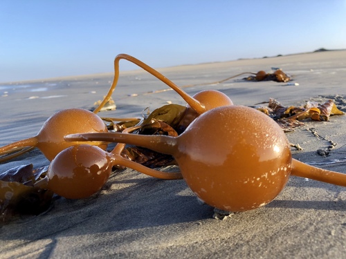 Elk Kelp (Pelagophycus porra) · iNaturalist