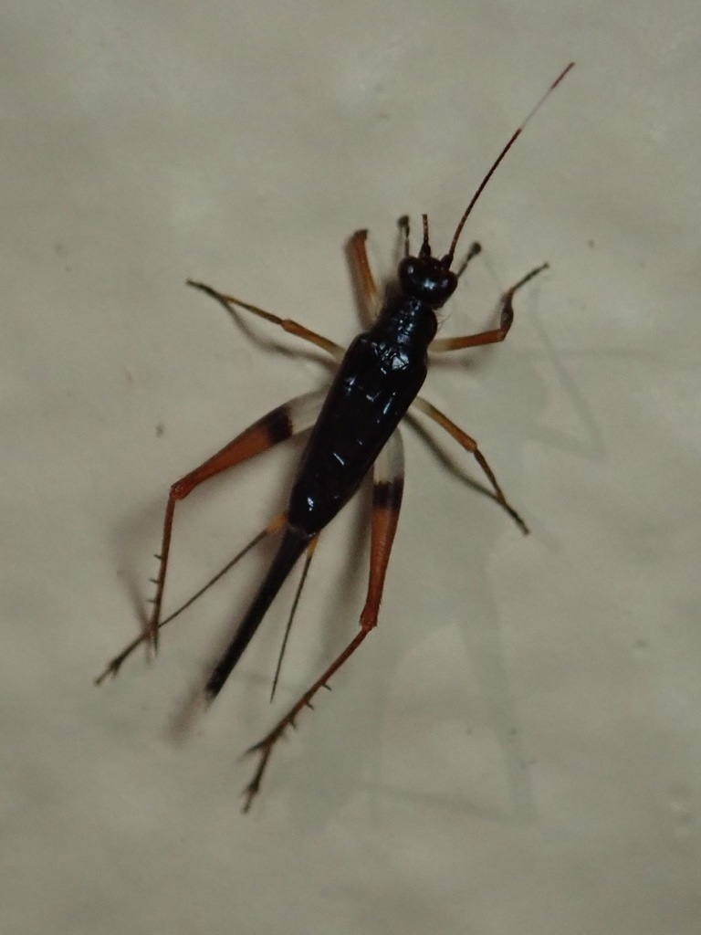 Trigs and Sword-tailed Crickets from Alajuela Province, San Carlos ...