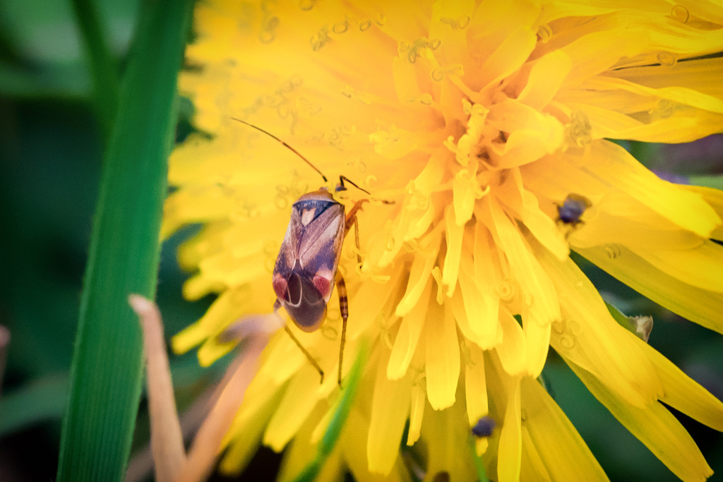 Red-spotted Aster Mirid from Blackchamp Rd, Midlothian, TX, US on ...