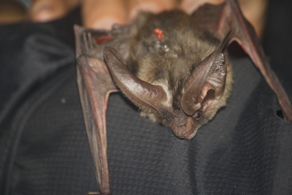 Allen's Big-eared Bat (Bats of Agua Fria National Monument for 2016 ...