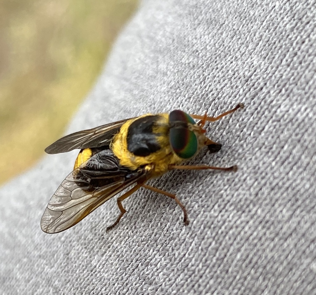 Bush Flies from Bunya Mountains, QLD, AU on December 28, 2021 at 11:21 ...