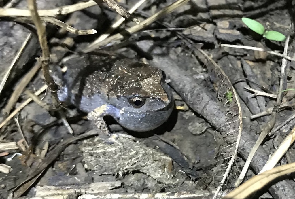 Dusky Toadlet from Bunya Mountains, QLD, AU on December 27, 2021 at 08: ...