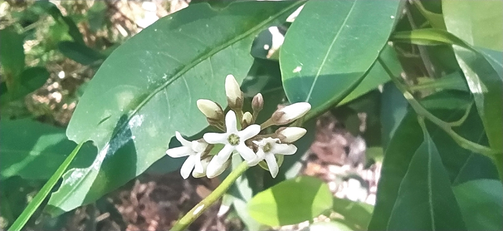 Common Milk Vine from North Rocks NSW 2151, Australia on October 24 ...
