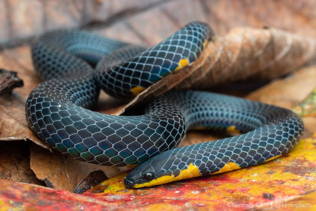 Tweedie's Mountain Reed Snake from 39000 Cameron Highlands, Pahang ...
