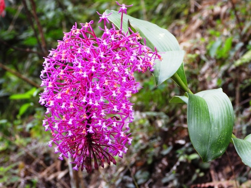 Epidendrum syringothyrsus · iNaturalist