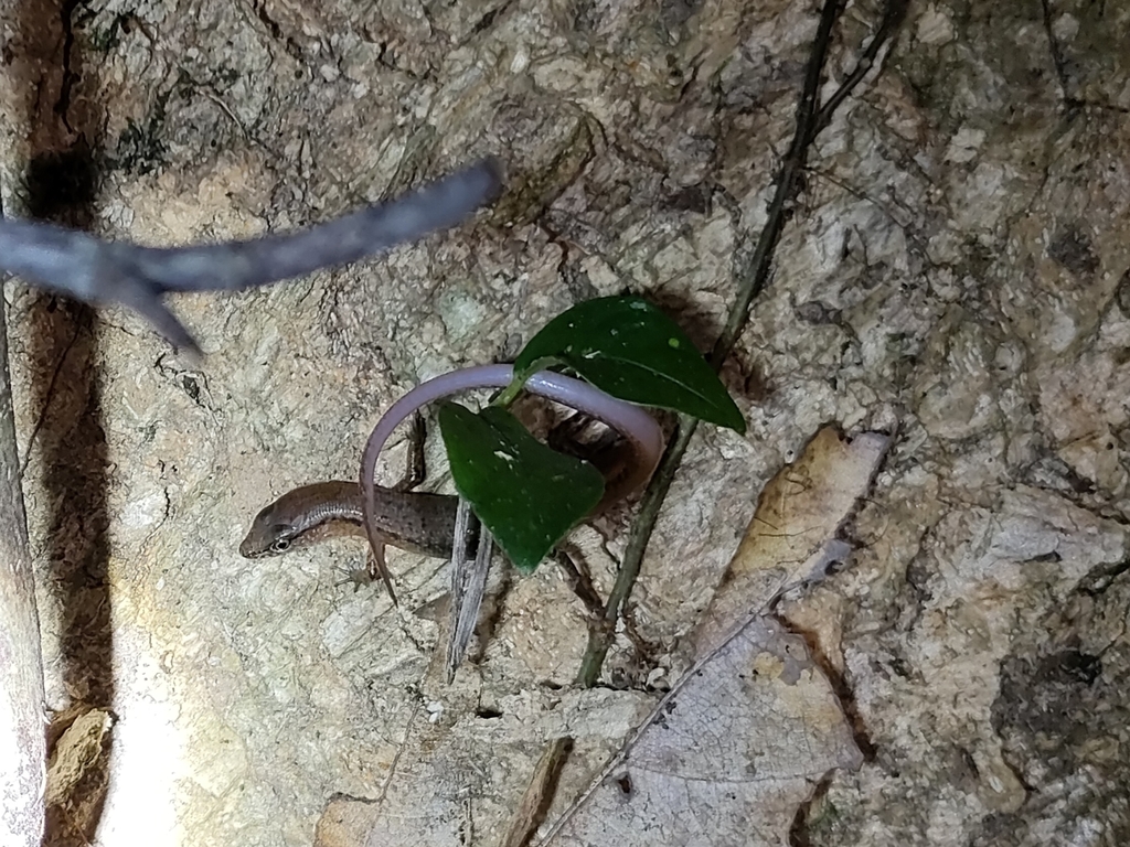 Black Ground Skink from J85G+87Q ตำบล ตกพรม อำเภอ ขลุง จันทบุรี 22110 ...