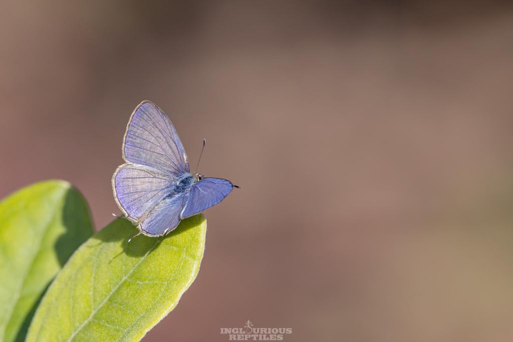 Transparent 6-line Blue from Wu Kai Sha, Hong Kong on January 02, 2022 ...