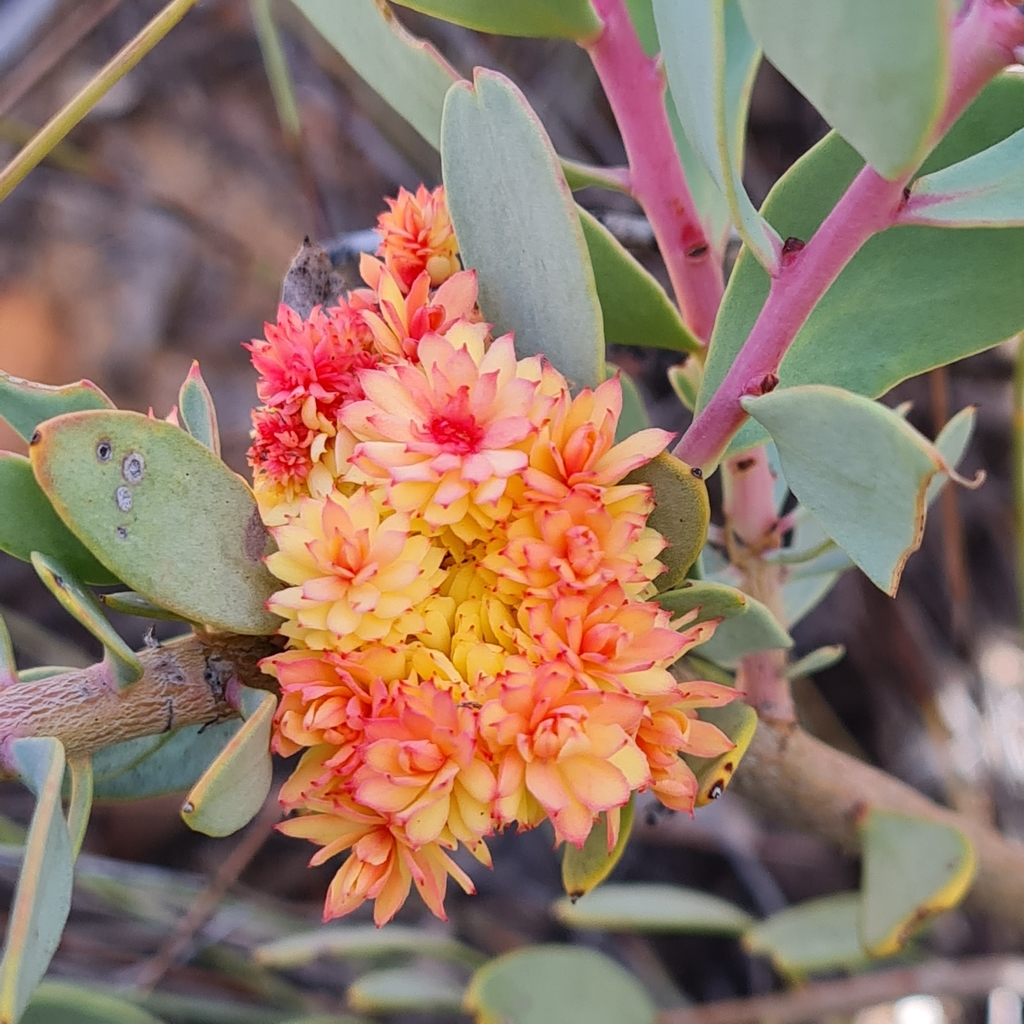 Protea Witches' Broom from Central Karoo, ZA-WC, ZA on December 30 ...