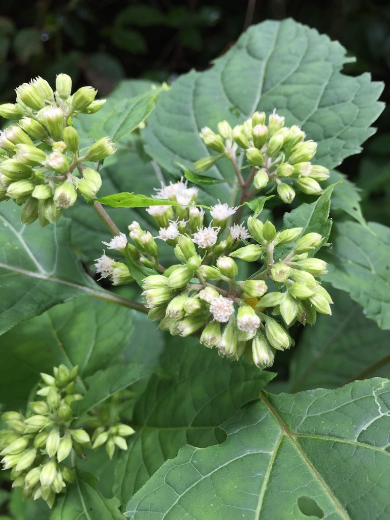 Appalachian White Snakeroot from Pisgah National Forest, Newland, NC ...