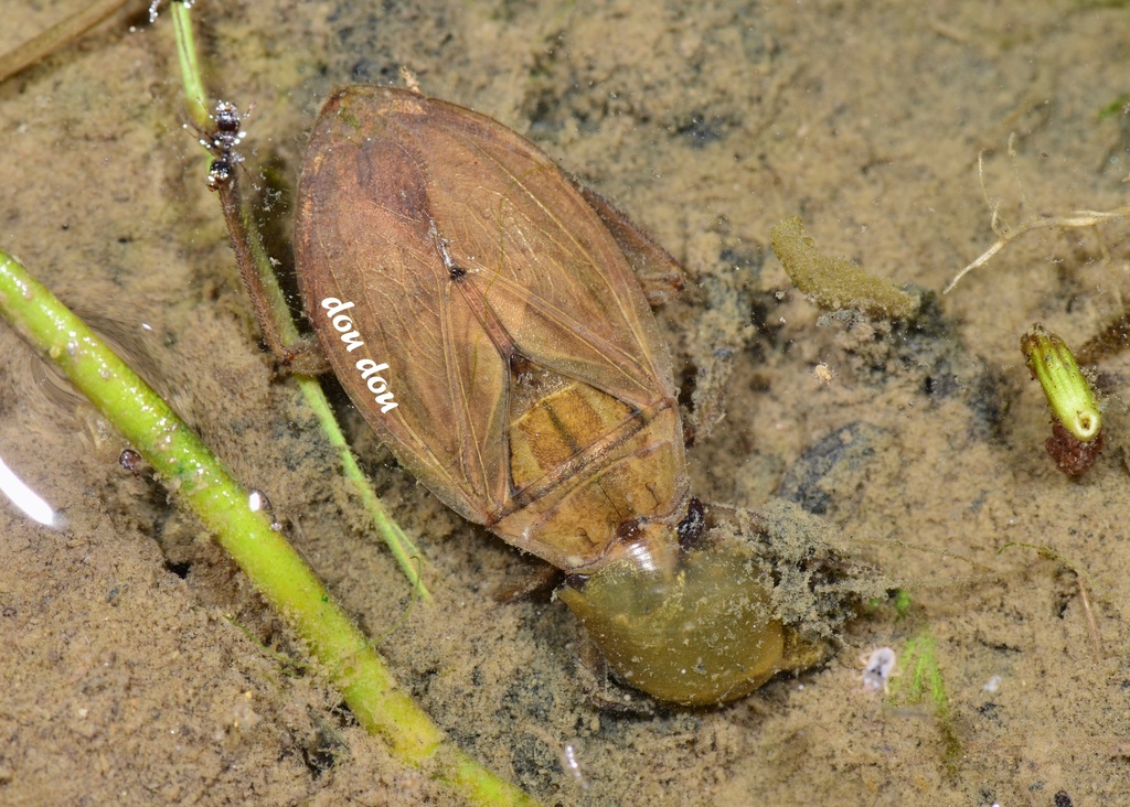 Japanese Giant Water Bug from 中国江苏省南京市玄武区紫金山 on June 11, 2021 at 09:52 ...